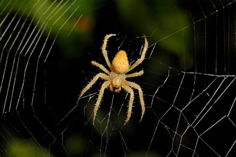 ¿Qué significa ver una araña grande en la noche? - Ezequiel Asmodeus ...